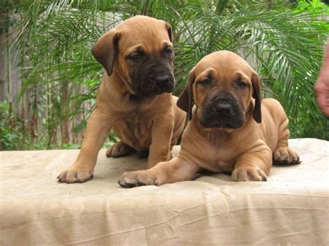 Fila Brasileiro Mastif Brazylisjki Charakter Waga Cena Hodowla