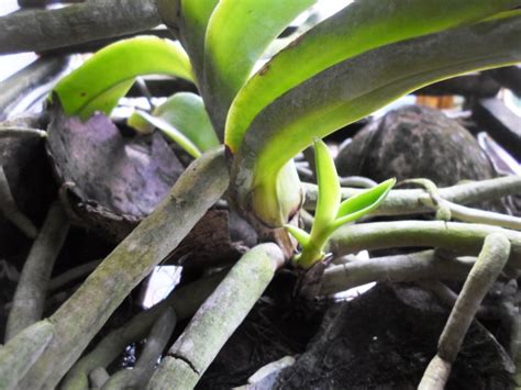 Orquídea Vanda 60 Imagens de Mudas Dicas para Plantar e Cultivar