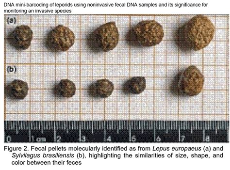 Fecal Pellets Molecularly Identified As From Lepus Europaeus A And