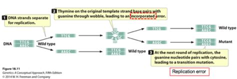 SU Gene Mutation DNA Repair Flashcards Quizlet