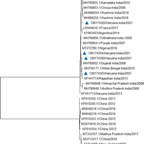 Phylogenetic Analysis Based On Partial Nucleotide Sequence Of B2l Gene