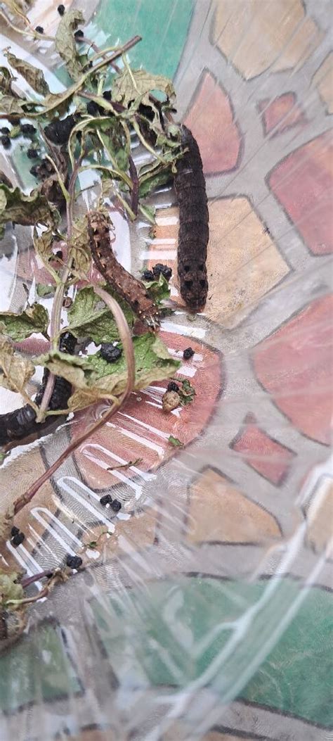 疑似秋行軍蟲 農業知識入口網