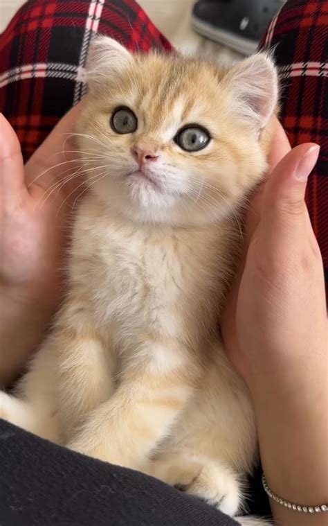 Пин от пользователя Ratka Cg 🇷🇸🇲🇪☦️ на доске Волим мачке I ️ Cats