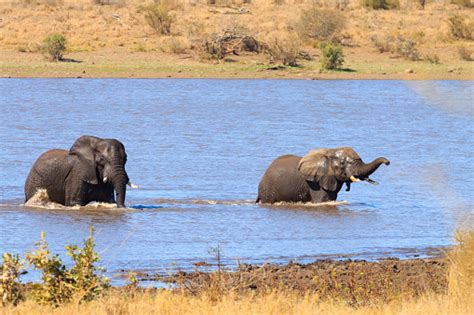 코끼리 싸움에서 크루 거 국립 공원 Loxodonta 아 프리 카 나 경관에 대한 스톡 사진 및 기타 이미지 경관 관목