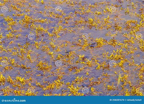 Very Disgusting Beach Water With Red Seaweed Sargazo Caribbean Mexico