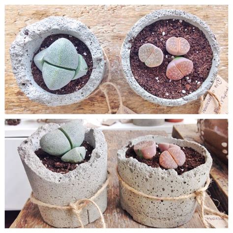 Unique Handcrafted Planter With Lithops And Split Rock Plants