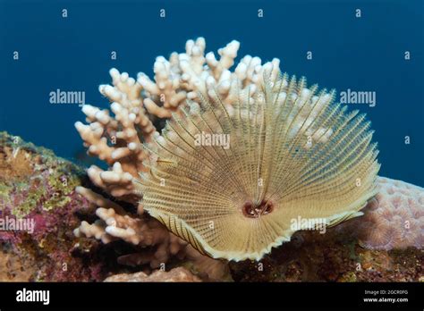 Indo Pacific Featherworm Sabellastarte Sanctijosephi In Front Of