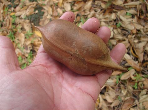 Polynesian Produce Stand Live Wombai Tree Seedling Queensland Black Bean Tree Castanospermum