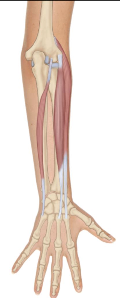 Kinesiology Muscle Exam 16 Diagram Quizlet