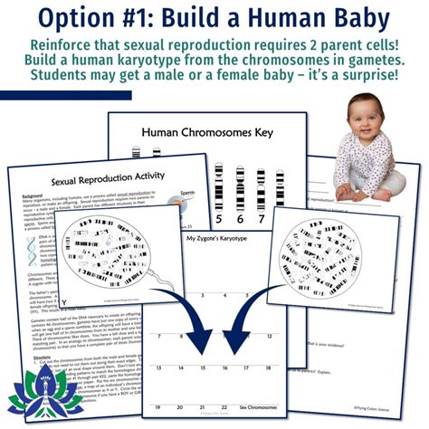 Sexual And Asexual Reproduction Activities Bundle Flying Colors Science