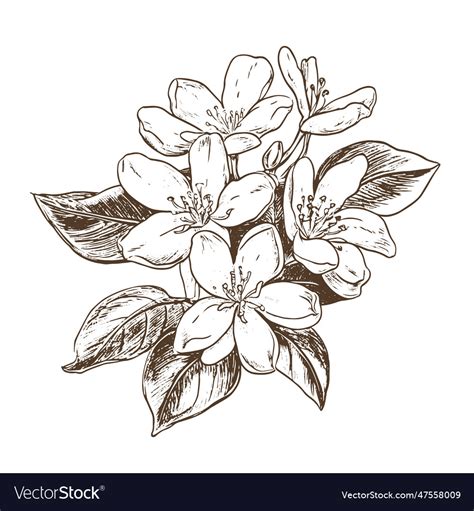 Jasmine Plant Drawing Jasmine Flower Vector Art And Graphics
