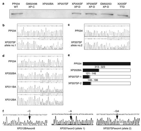 Xeroderma Pigmentosum Group C In An Isolated Region Of Guatemala Pmc