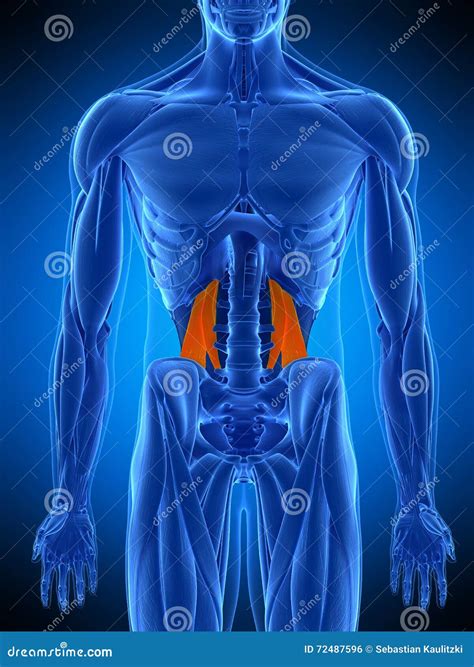The Quadratus Lumborum Royalty Free Illustration