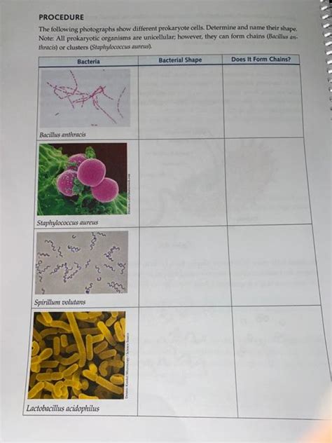 Solved EXERCISE 3 ANALYSIS OF PROKARYOTE CELLS INTRODUCTION Chegg Com