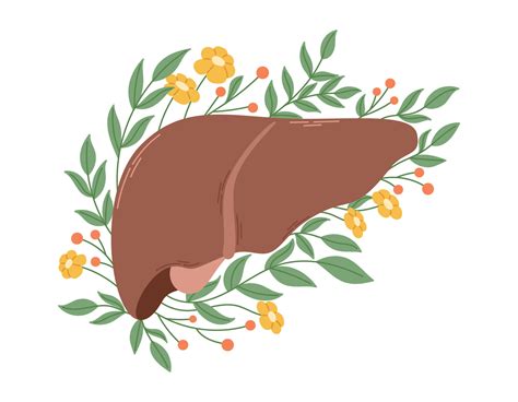 sano humano hígado en un marco hecho de ramas con hojas y floreciente flores vector aislado