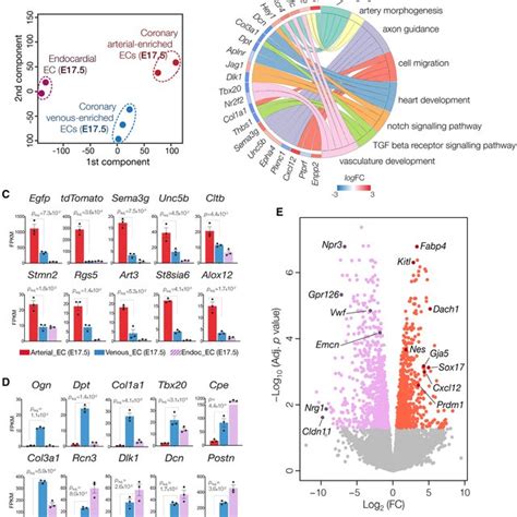 Combination Of Nes Gfp Reporter And Emcn Endomucin Marker To