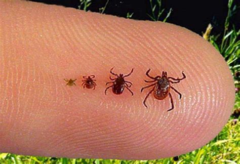 Garrapata Hábitat Características Reproducción Y Mucho Más