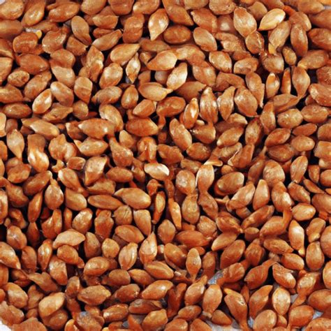 Charoli Seeds Food Jd Aficionado