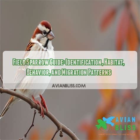 Field Sparrow Guide Identification Habitat Behavior And Migration Patterns Field Sparrow Guide Identification Habitat Behavior And Migration Patterns