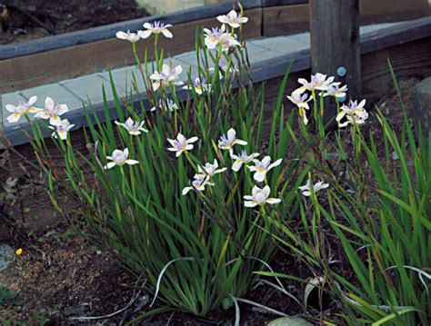 Dietes Grandiflora Wild Iris Hello Hello Plants