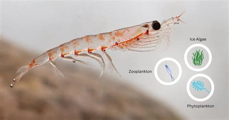 What Do Krill Eat Understanding The Diet Of Antarctic Krill