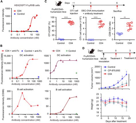 Characterization Of The Identified Cd40 Agonist Antibody A The Download Scientific Diagram
