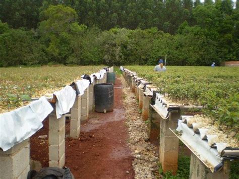 Projeto Mini Jardim Clonal HidropÔnico Kamaju Mudas E Projetos