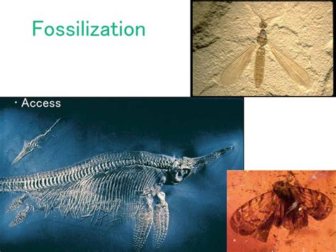 Evolution Evidence And Theory Ppt Download