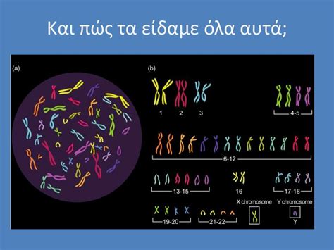 Γενετική Χρωμοσωματα 5o κεφαλαιο