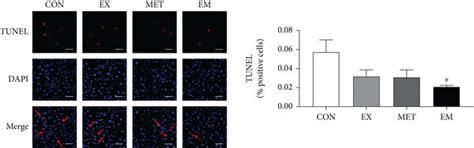 Effect Of Exercise And Or Met On Hepatocyte Apoptosis A Tunel Dapi