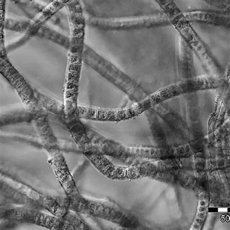 Scanning Electron Microscopy Of A Fragment Of Biological Soil Crust