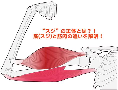 筋すじの本当の正体とは？！ 筋スジと筋肉の違い、腱と靱帯との違いをご紹介！ 一寸先は痛み！理学療法士が作る痛みと原因の説明書！