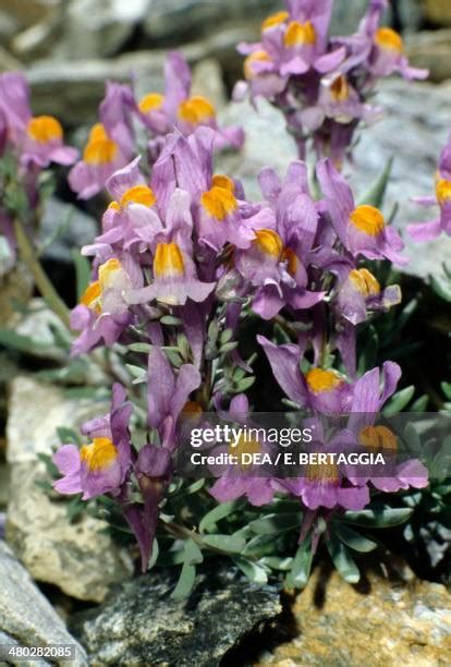 Purple Toad Flax Photos And Premium High Res Pictures Getty Images