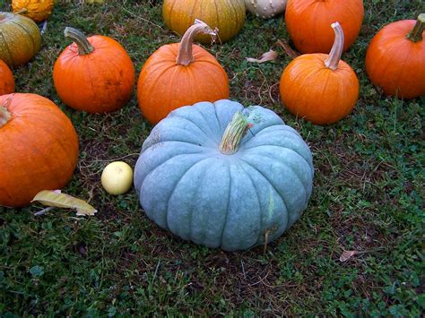 Blue Pumpkin Our Largest Pumpkin Has The Blues This Was T Flickr
