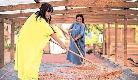 Comunidades Indígenas De Pasco Producen Café De Alta Calidad Diario Ahora