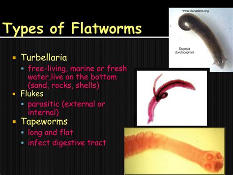 Types Of Flat Worms Prizejnr