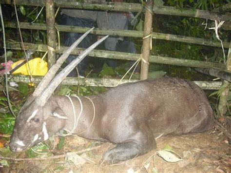 Rare Asian Unicorn Sighted Dies In Captivity