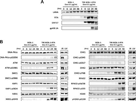 Figure 1 From Activation Of Dna Damage Response Pathways During Lytic