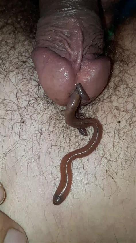 Worms Inside My Cock