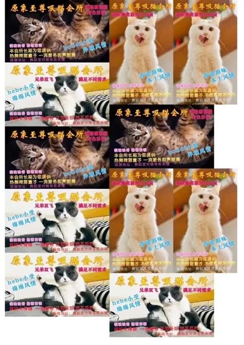 【爱兔八卦】i2至尊云吸猫会所 搞笑到上了微博热搜