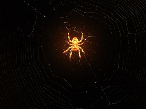 Radioactive Spider Spiderman