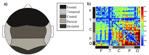 Functional Connectivity Schematic A Segmentation Of The Head For