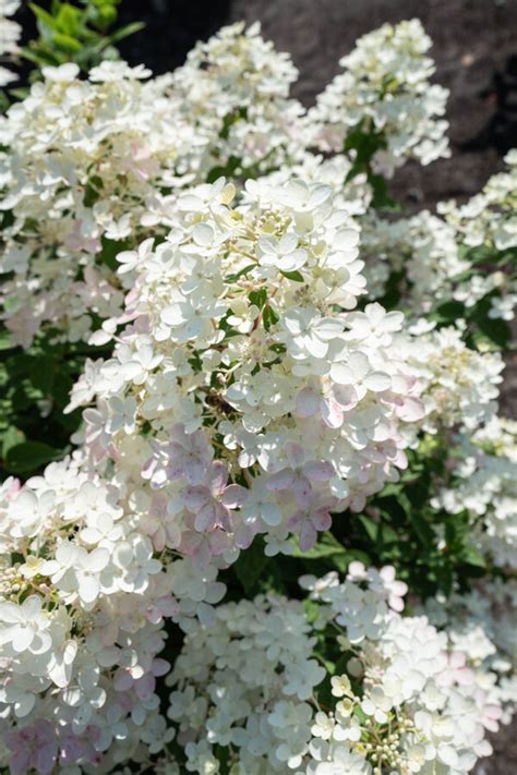 Living Touch of Pink® - Паникулати - Love Hortensia