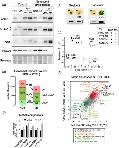 Lysosomal Isolation And Mass Spectrometry Analysis Of Constitutive Download Scientific Diagram