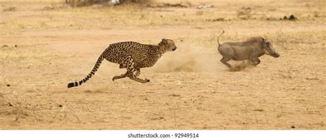 Predation Between Animals