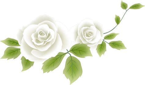 Flower Drawing Clip Art White Rose Png Download 1529900 Free