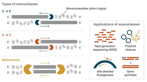 选择最适核酸外切酶，加速科研与技术开发进程 知乎