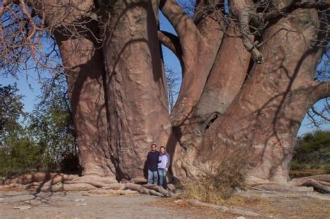 Big Trees
