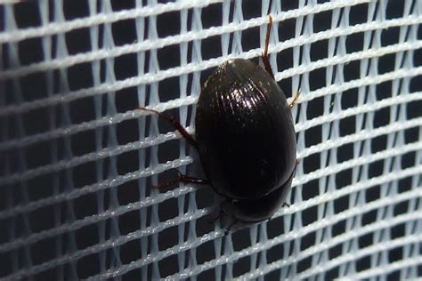 Hydrobius Fuscipes Braunfüßiger Wasserkäfer Hydrobius Fus… Flickr