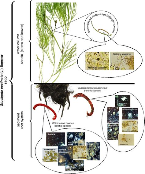 Submersed Aquatic Macrophyte Of The Tailwater Of The Warta River Sago